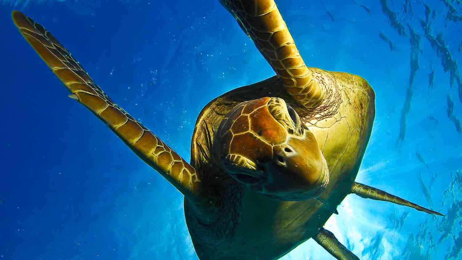 A natural partnership Over a decade with Bush Blitz