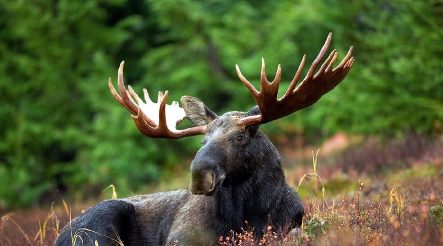 Speaking for the moose | BHP