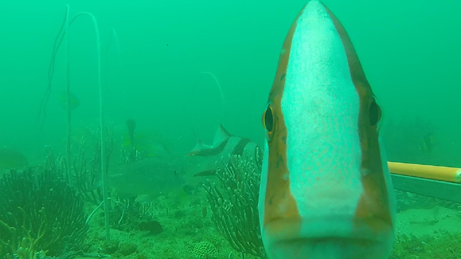How an underwater gas pipeline became a fish haven | BHP