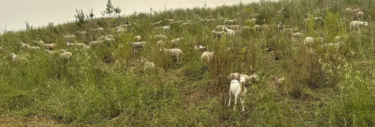 How sheep and goats are raising the baa at Jansen