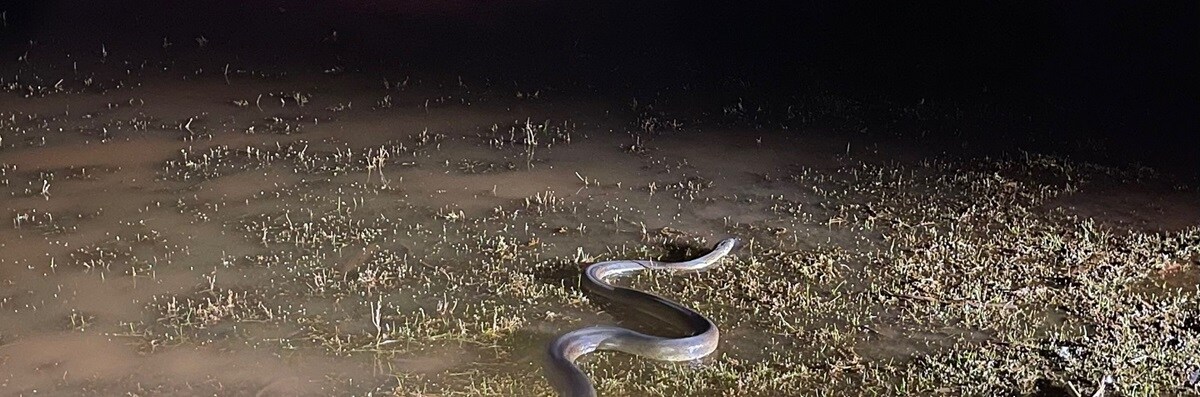 Monitoring the endangered Pilbara Olive Python