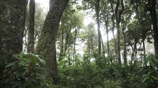 Annual Report 2020 | BHP