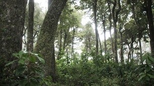 Annual report 2021 | BHP