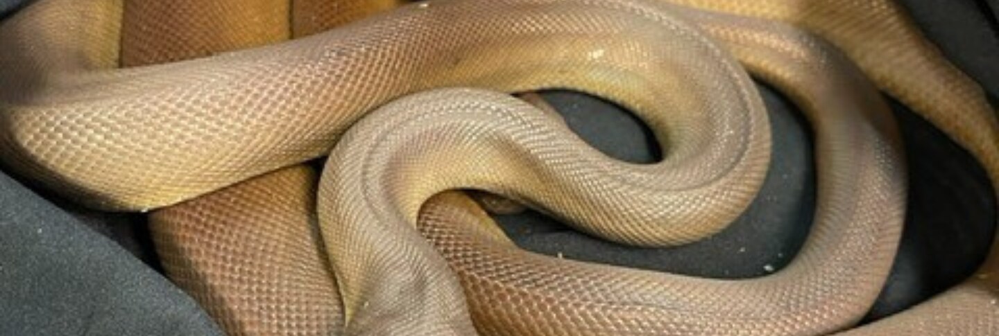 Pythons in the Pilbara